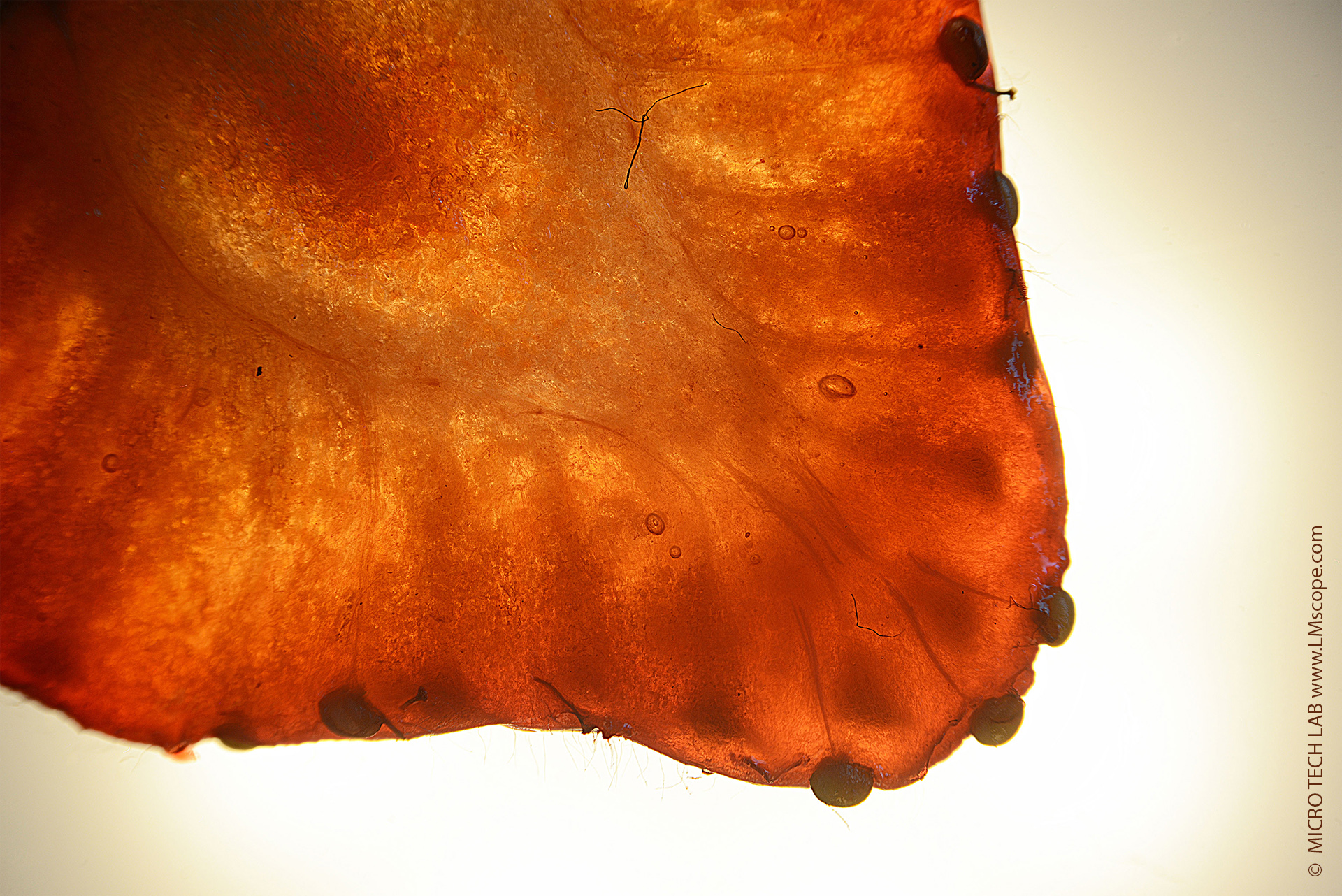Strawberry Close up Cross Section Transmitted Light